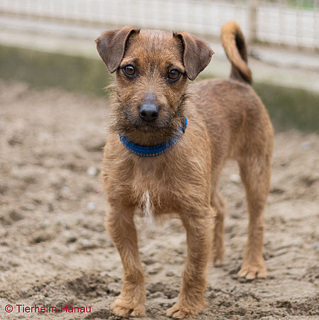 Tierheim Hanau Tierschutzverein Hanau u.U. e.V.: Hunde Tierheim