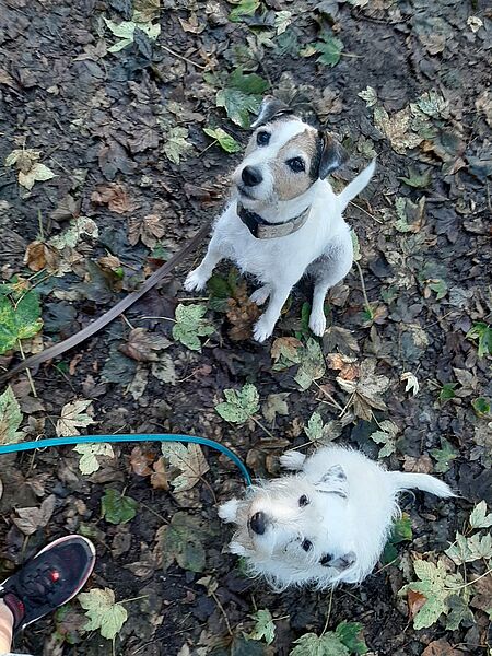 Tierheim Hanau Tierschutzverein Hanau u.U. e.V.: Hunde Tierheim