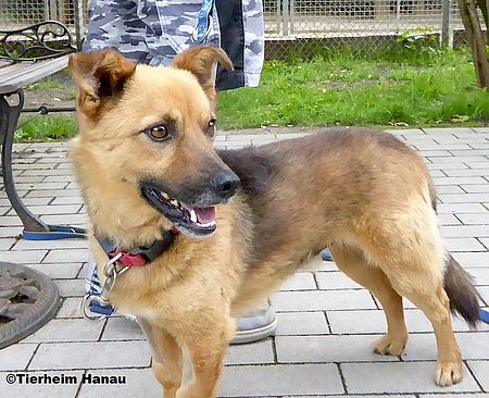 Tierheim Hanau Tierschutzverein Hanau u.U. e.V.: Hunde Tierheim