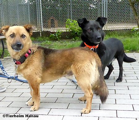 Tierheim Hanau Tierschutzverein Hanau u.U. e.V.: Hunde Tierheim