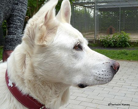 Tierheim Hanau Tierschutzverein Hanau u.U. e.V.: Hunde Tierheim