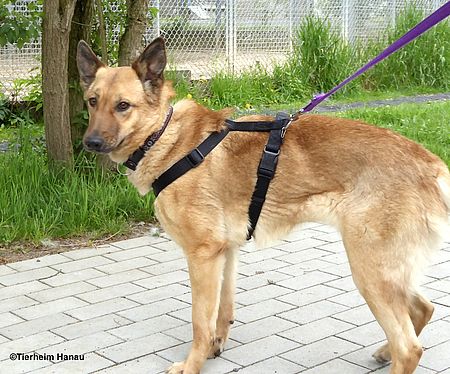 Tierheim Hanau Tierschutzverein Hanau u.U. e.V.: Hunde Tierheim
