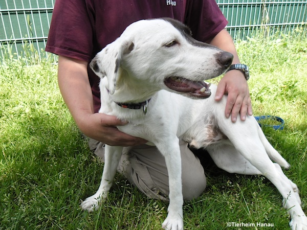 Tierheim Hanau Tierschutzverein Hanau u.U. e.V.: Hunde Tierheim